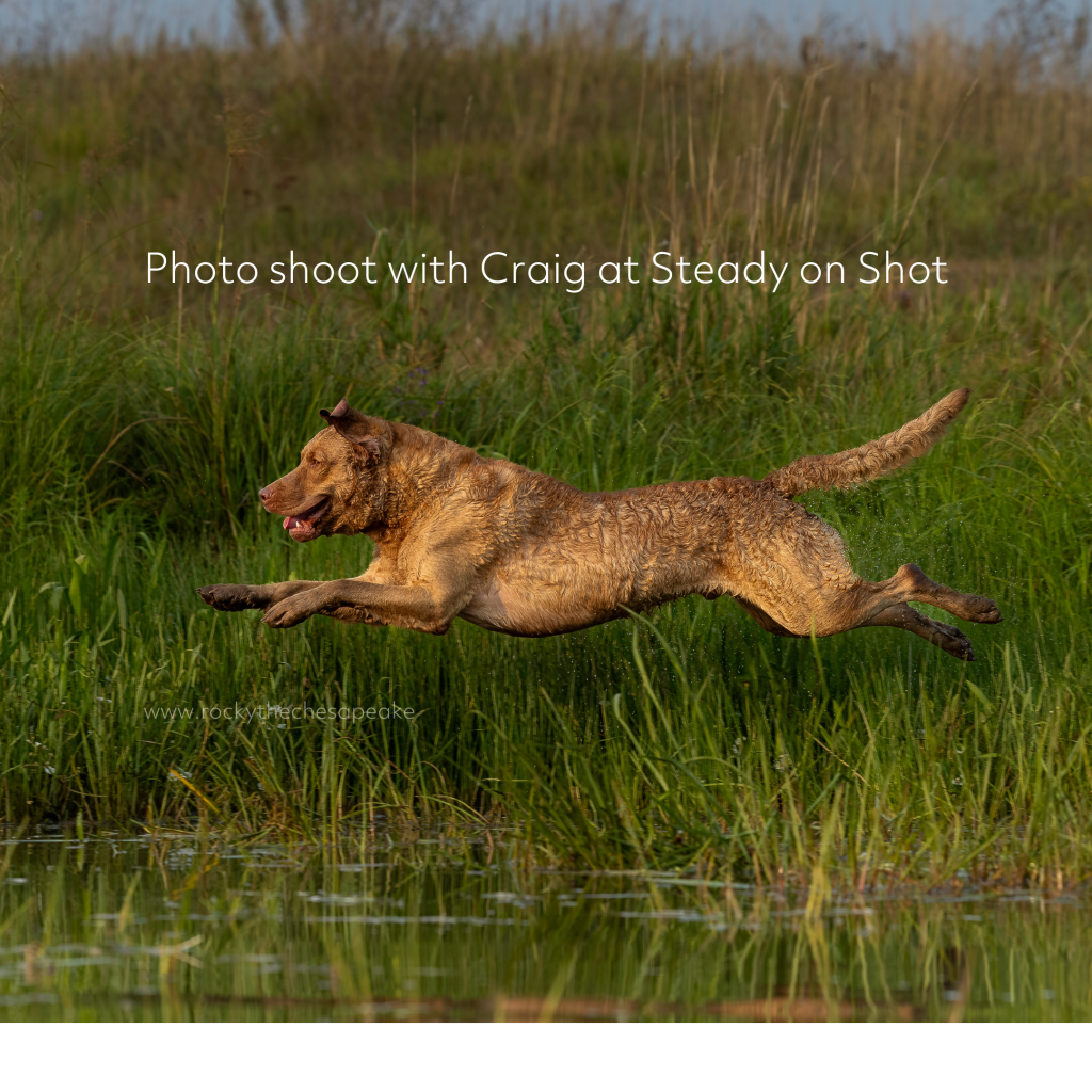 Photo Shoot with Steady On Shot - Rocky the Chesapeake
